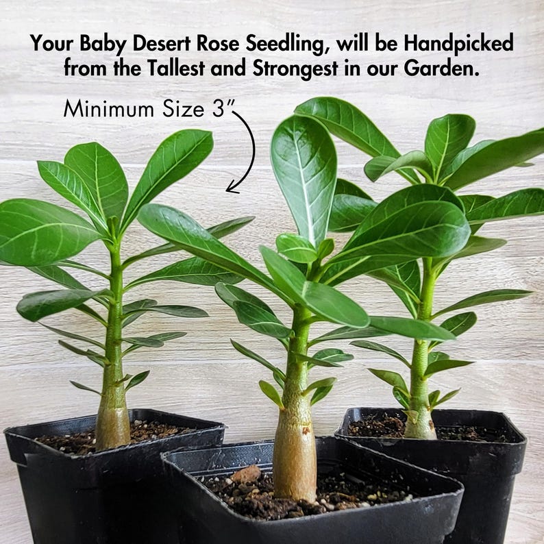Desert Rose Red Flower Seedling - Live Adenium Obesum Starter Plant ...