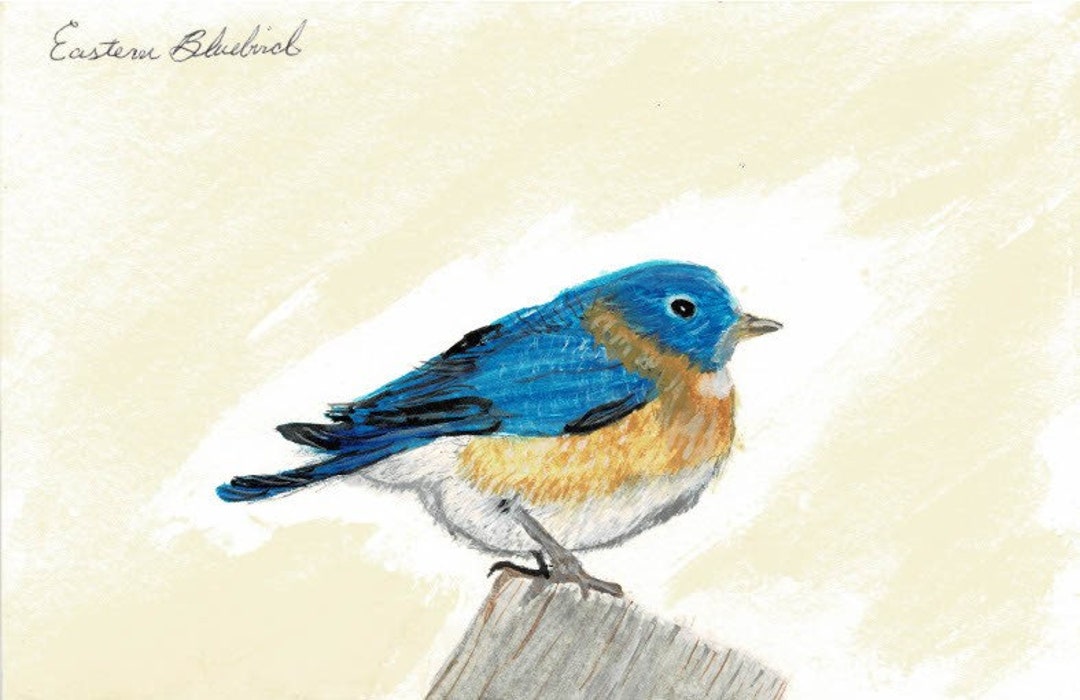 Eastern Bluebird Art Print 5x7 - Etsy