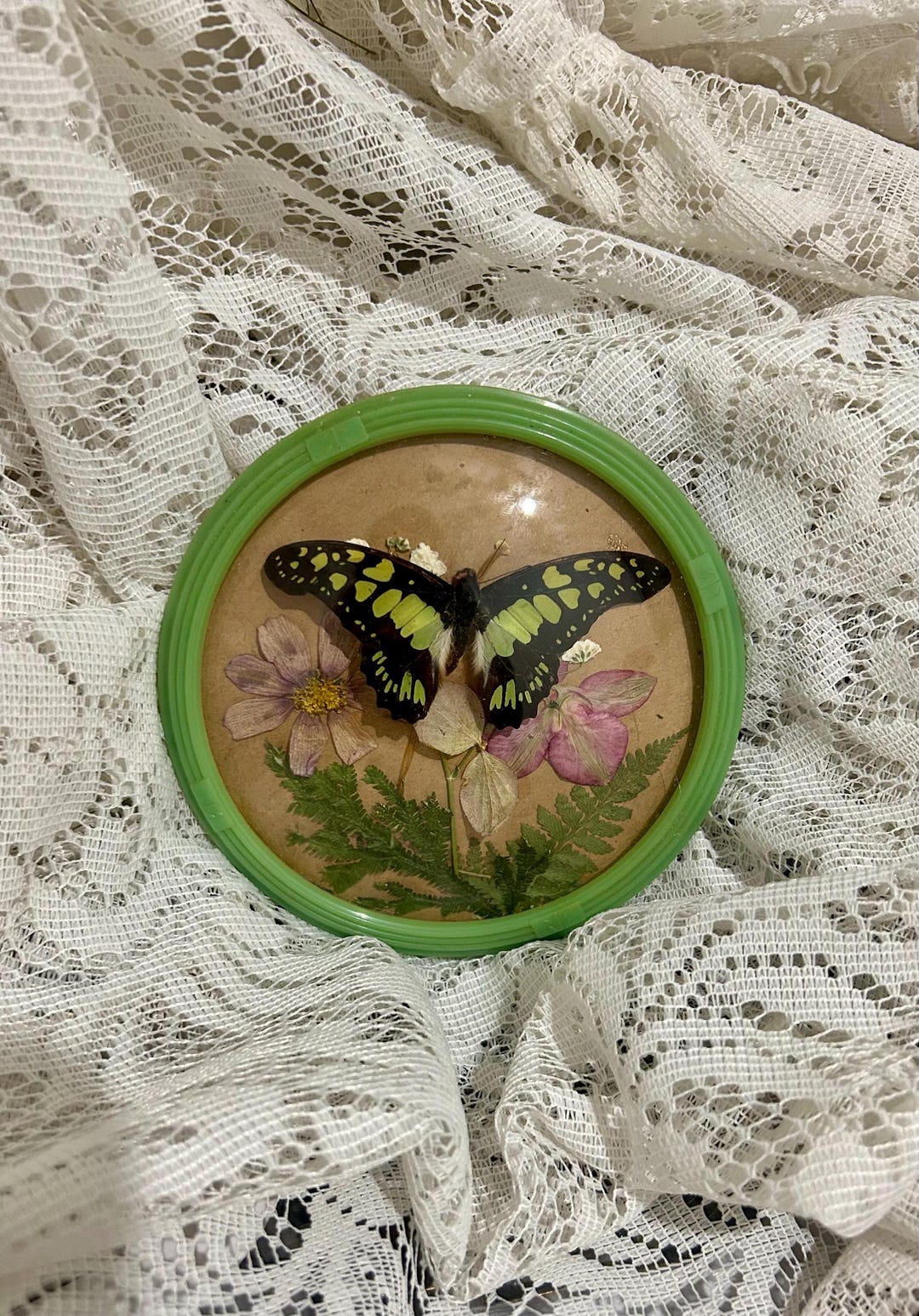 Graphium Tynderaeus Butterfly / Vintage Shadowbox Display / Pinned Insect Home Decor - Etsy