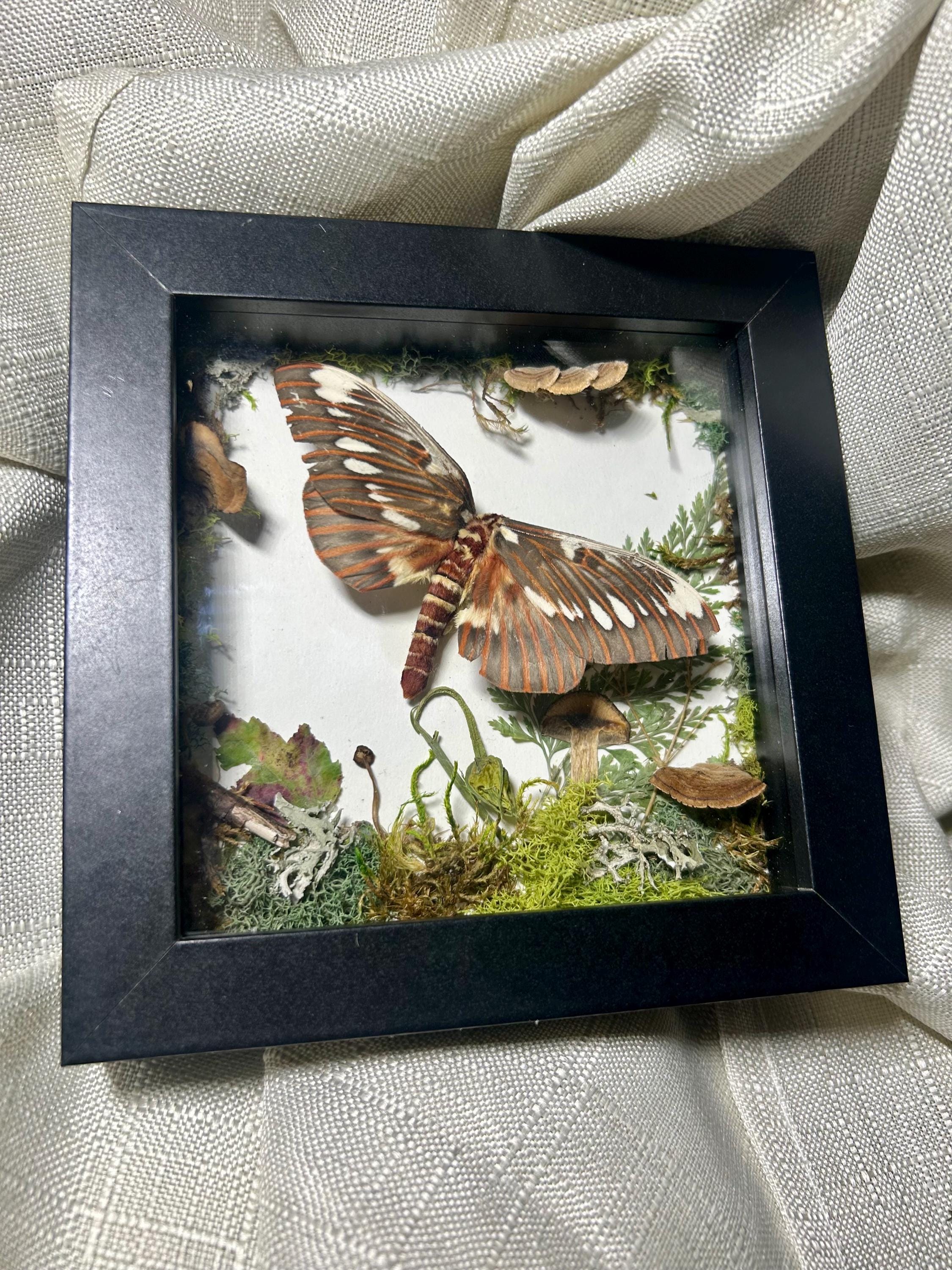 Citheronia Splendens Moth / Shadowbox Display 5 X 5 / Pinned Insect ...