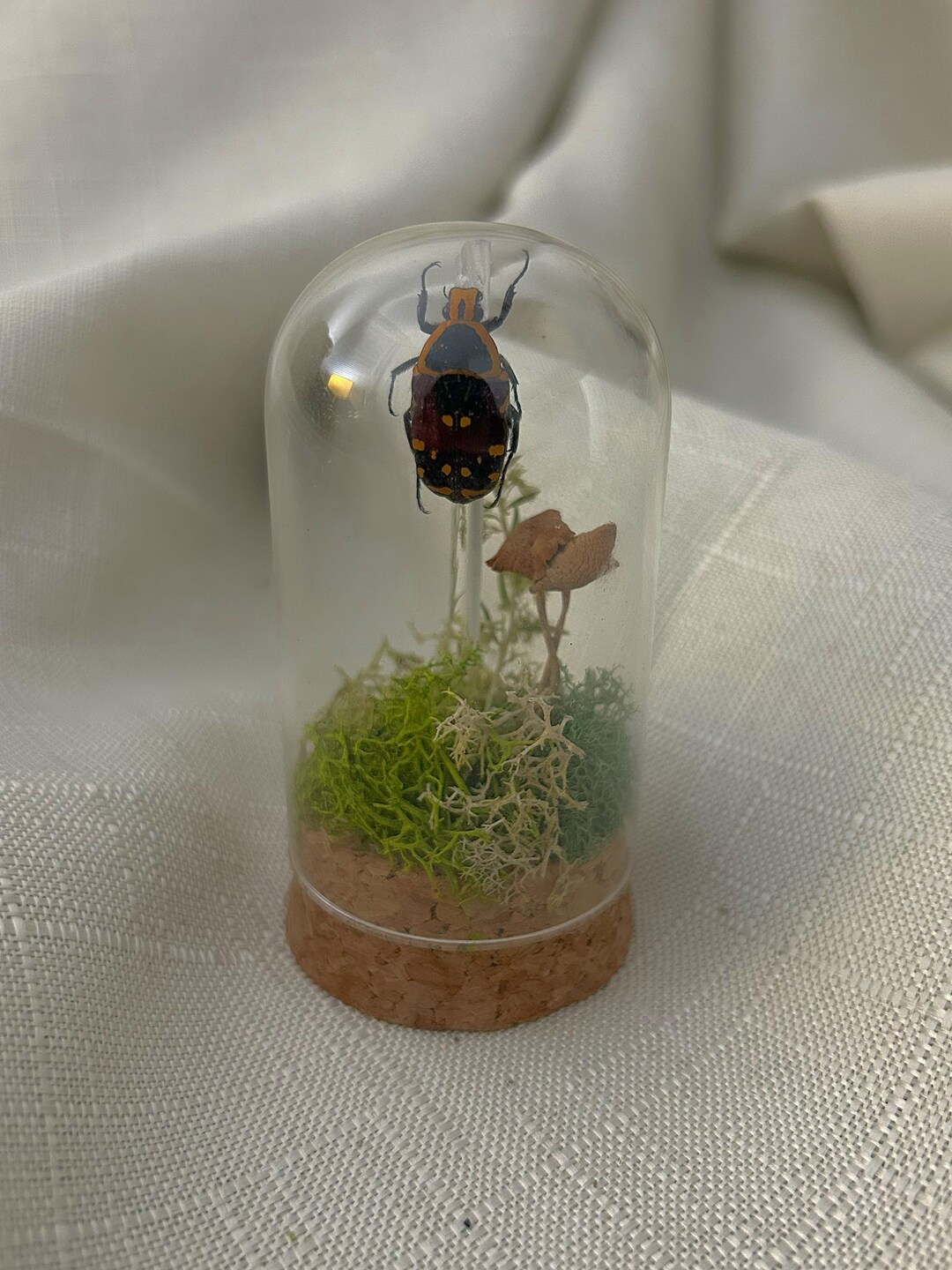 Euchroea Aurostellata Scarab Beetle Dome Display / Pinned Insect Home ...