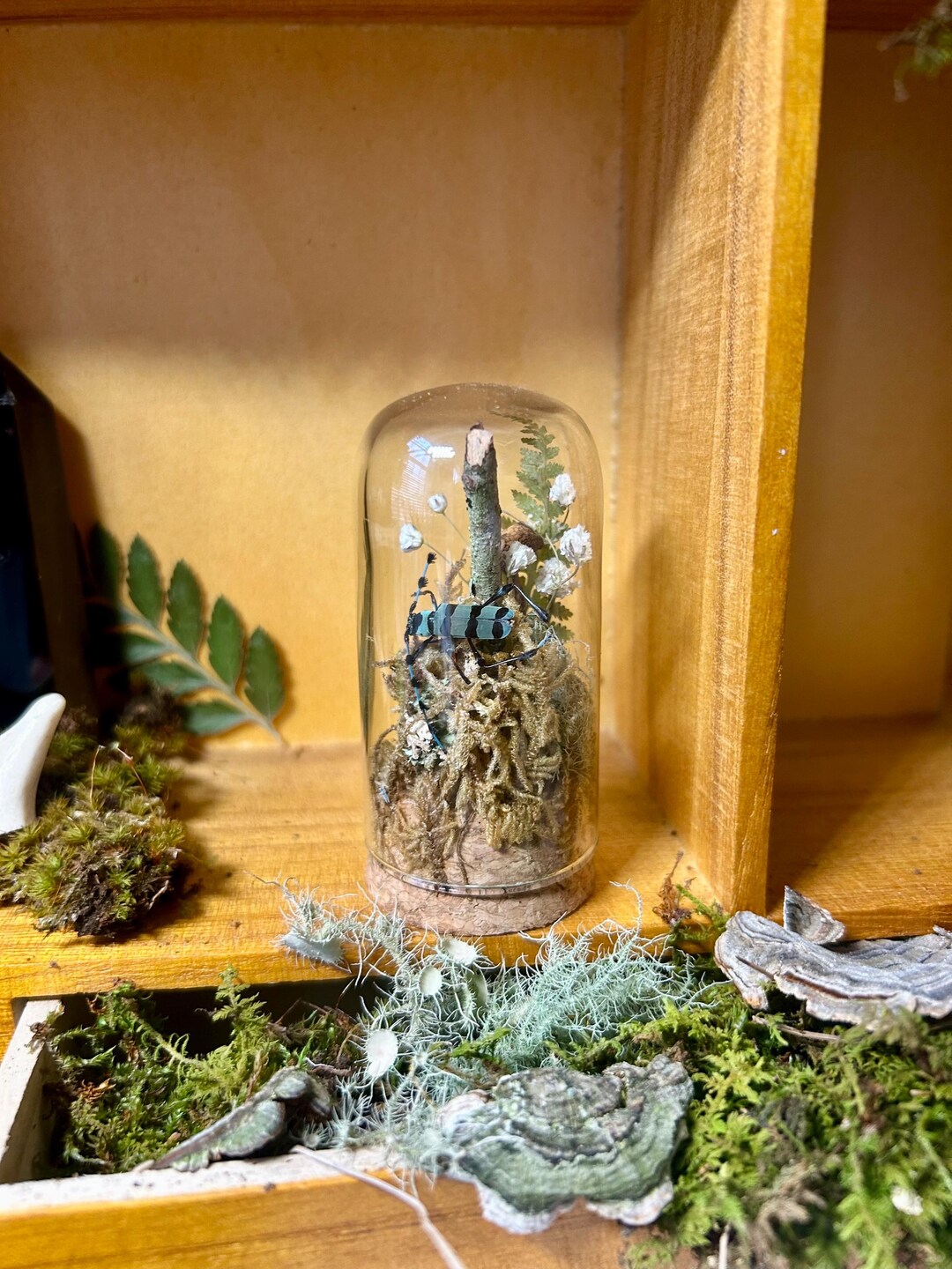 Rosalia Lameerei Longhorned Beetle Dome Display / Pinned Insect Home ...