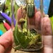 Polyphylla Junebug Scarab Beetle Dome Display / Pinned Insect Home ...