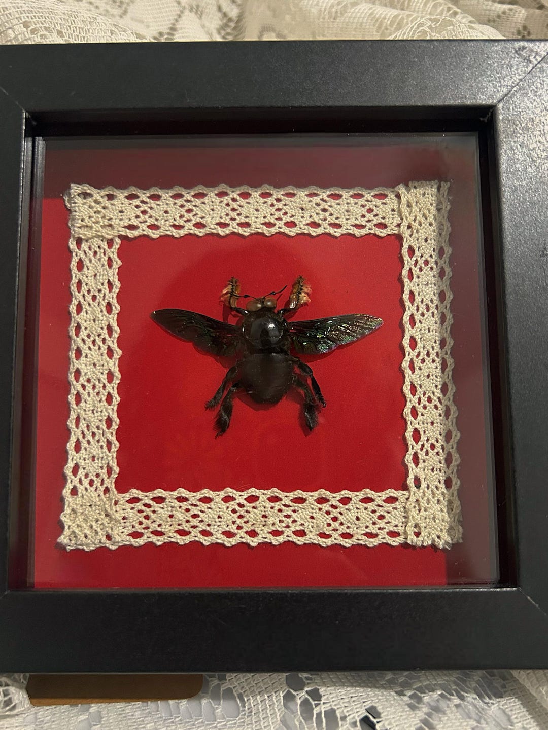 Xylocopa Black Carpenter Bee Shadowbox Display 5 X 5 / Pinned Insect Home Decor - Etsy UK
