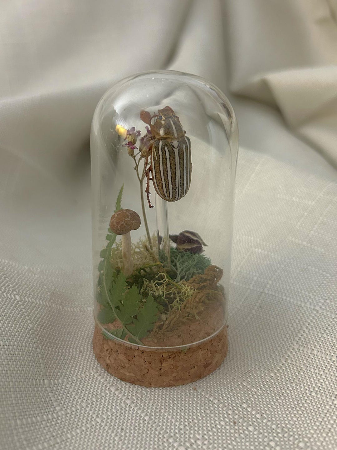 Polyphylla Junebug Scarab Beetle Dome Display / Pinned Insect Home ...