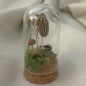 Polyphylla Junebug Scarab Beetle Dome Display / Pinned Insect Home ...