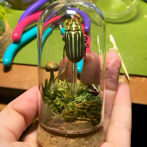 Polyphylla Junebug Scarab Beetle Dome Display / Pinned Insect Home ...