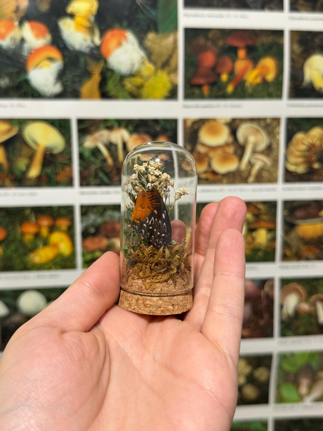 Luna Moth Cocoon Dome Display - Etsy