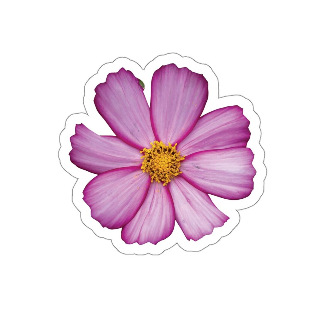 Pink Cosmos Flower Sticker, Garden Flower Sticker, Pink and Yellow ...