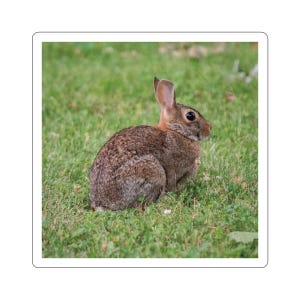 Cottontail Rabbit Sticker, Bunny Sticker, Rabbit Sticker, Wildlife ...
