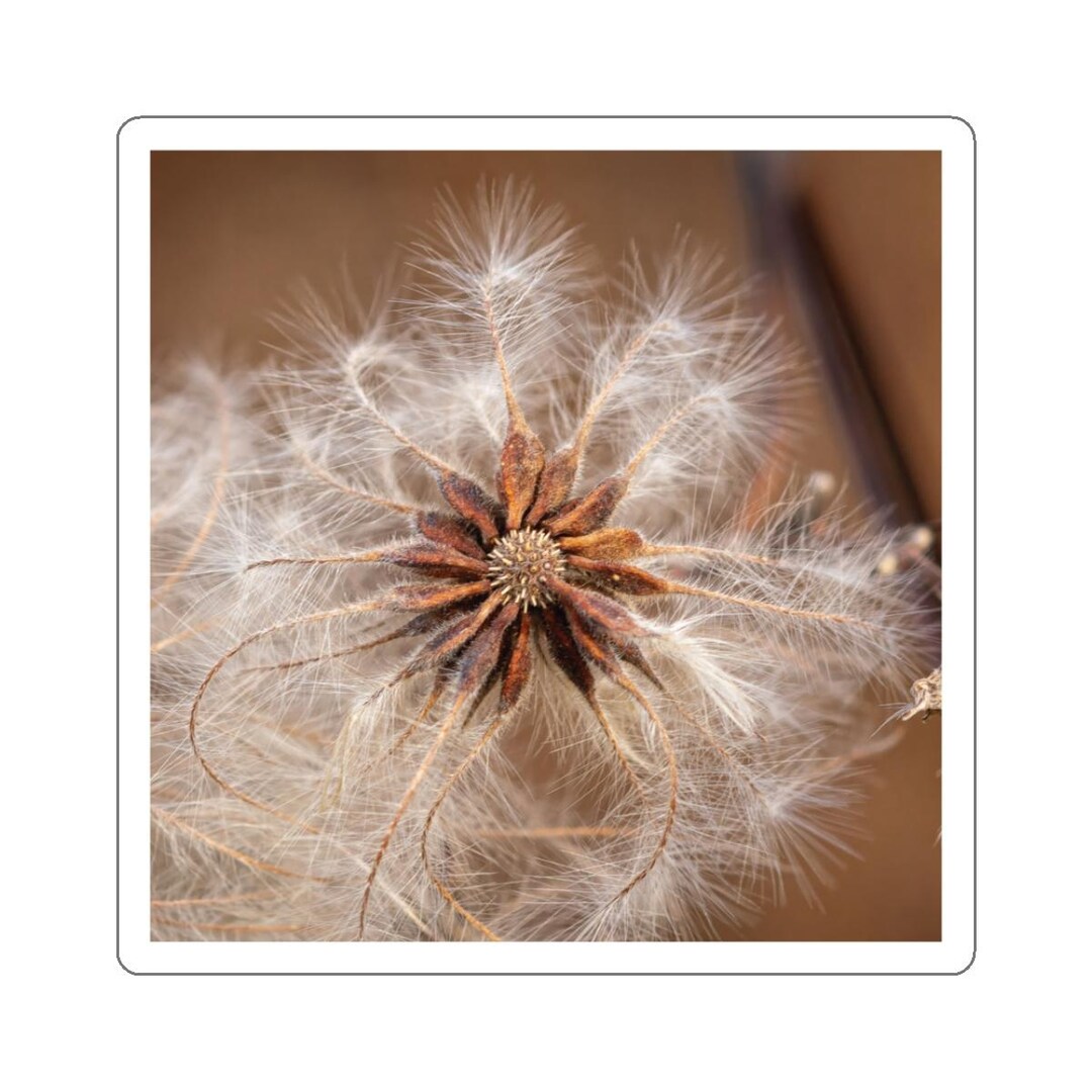 Seed Pod Sticker, Funky Seed Pod, Winter Seed Pod, Fluffy Seed Pod ...