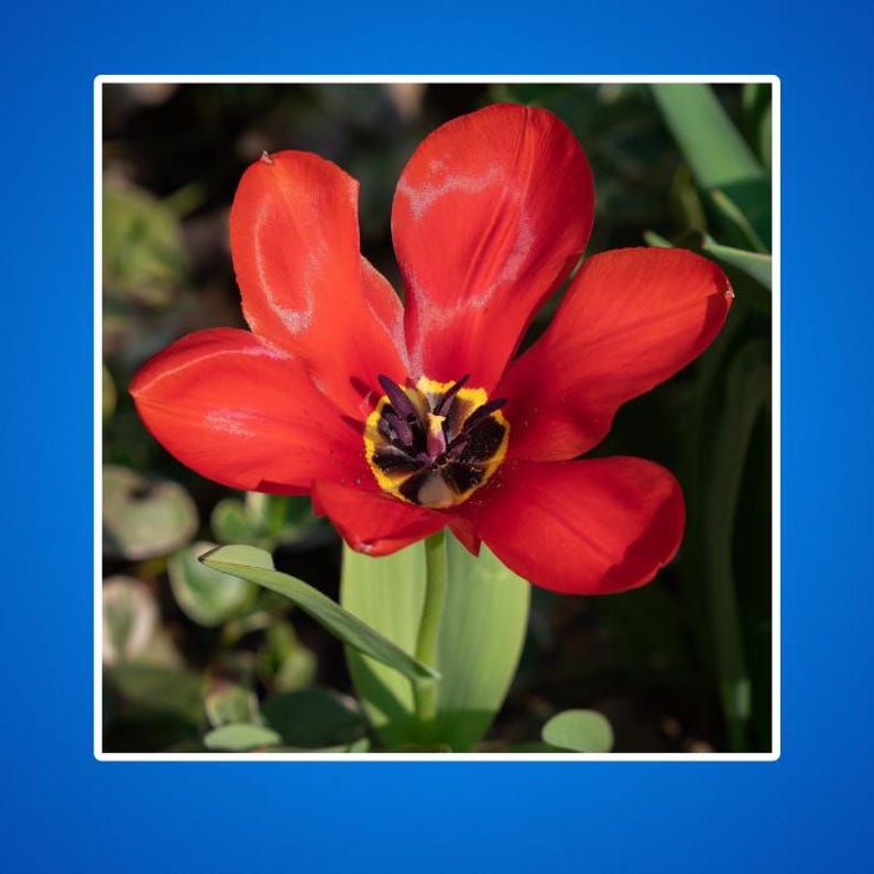 Red Tulip Kiss-cut Stickers, Flower Floral Plant Decor Laptop Decals ...