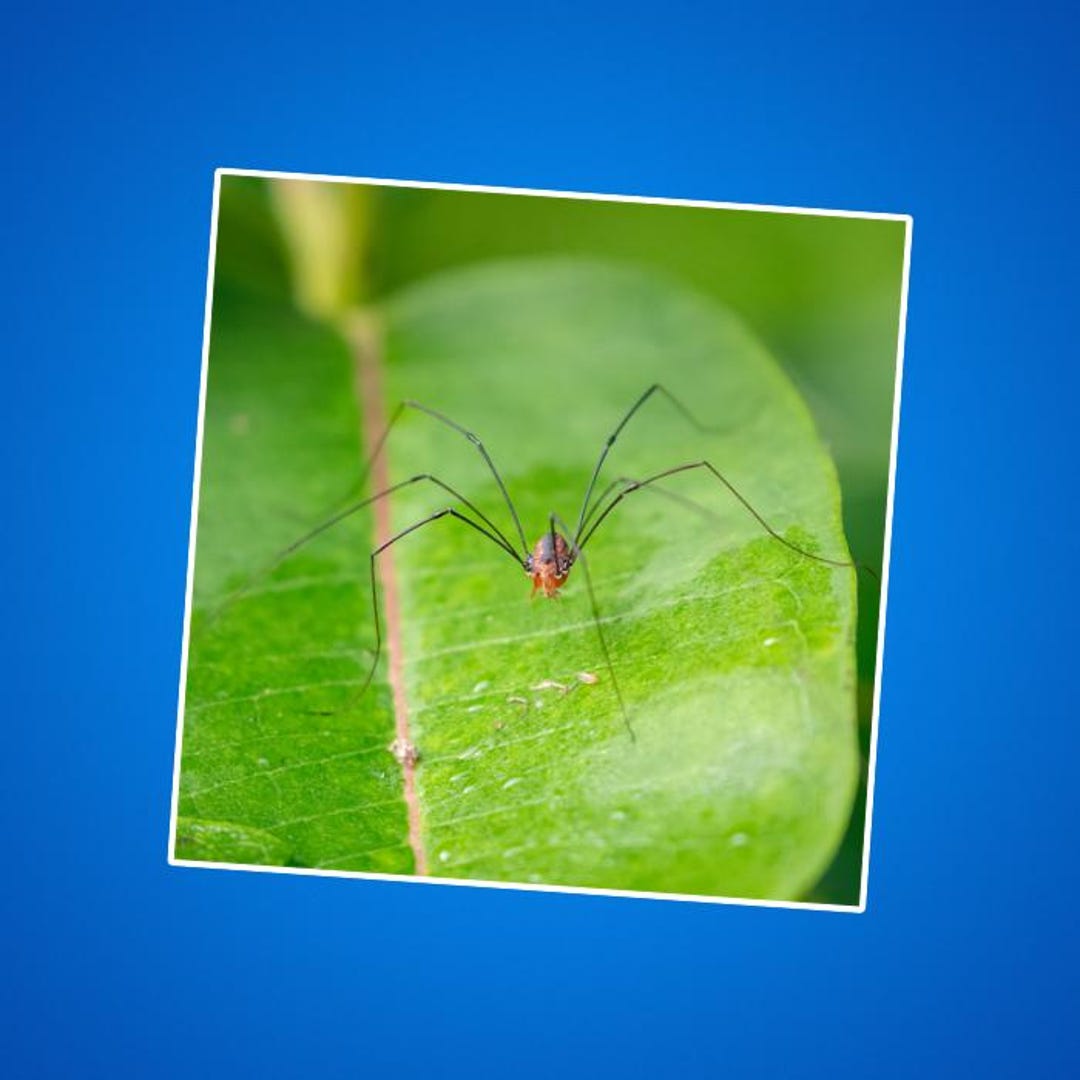 Daddy Long Legs Stickers, Huntsmen Spider Sticker, Arachnids and ...