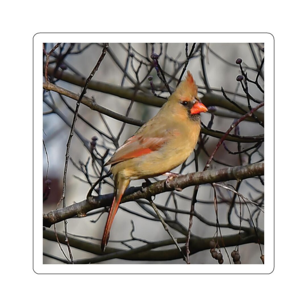 Northern Cardinal, Female Cardinal, Cardinal Sticker, Bird Sticker ...