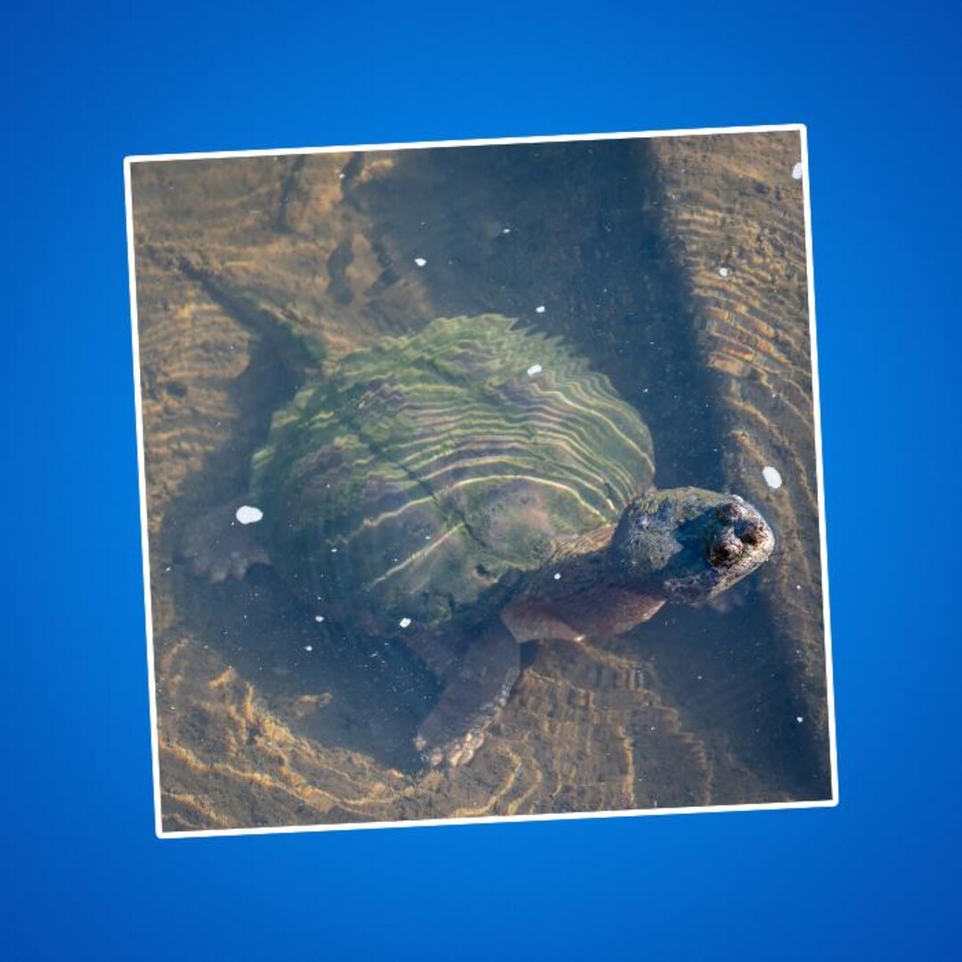 Snapping Turtle in the Water Kiss-cut Sticker, Animal Lover Gift ...