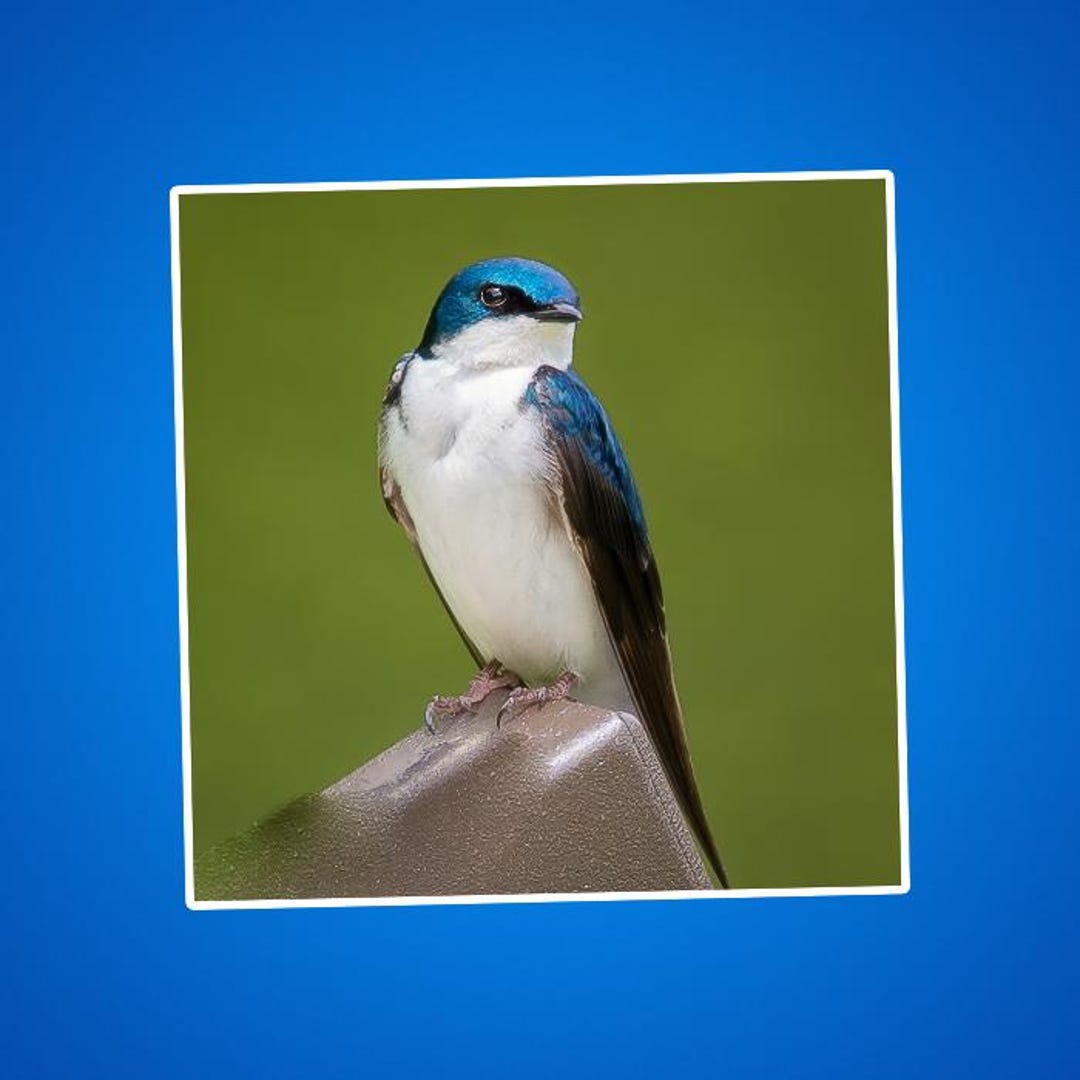 Tree Swallow Stickers, Swallows Sticker, Tree Swallow Sitting on a ...
