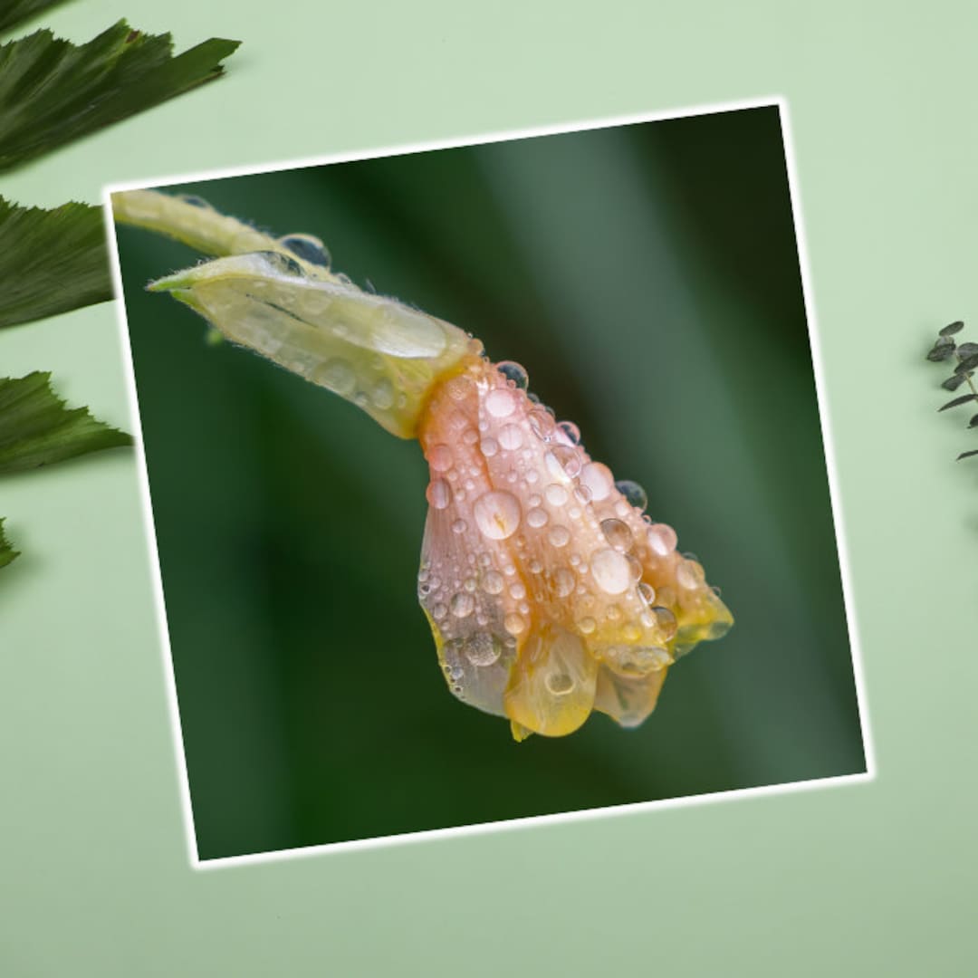 Droopy Flower Sticker, Drooping Flower Sticker, Rainy Flowers, Wet ...