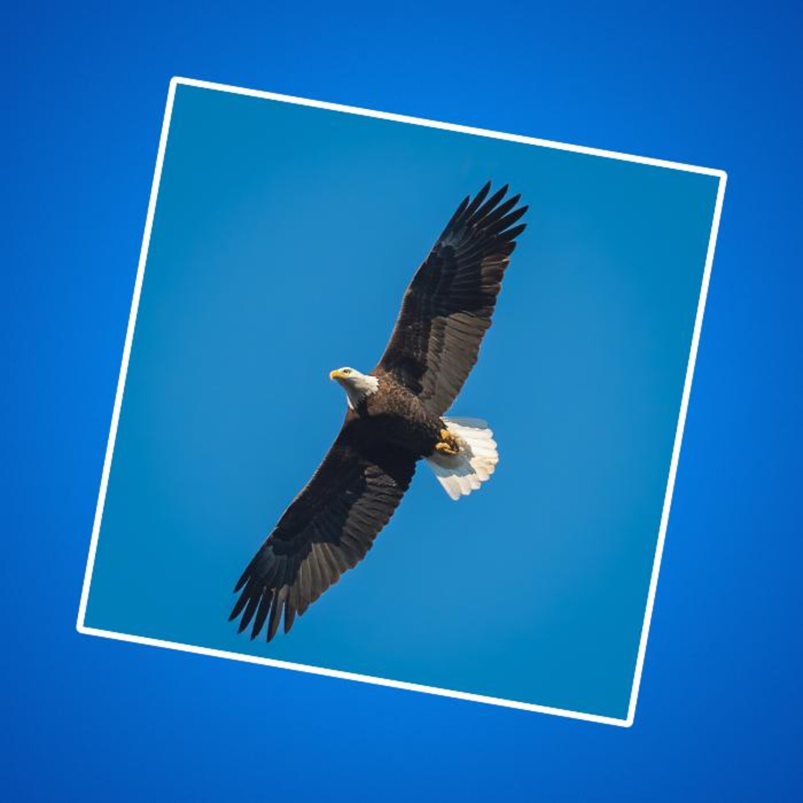 Bald Eagle Stickers, Eagle in Flight Sticker, Soaring Bald Eagle ...