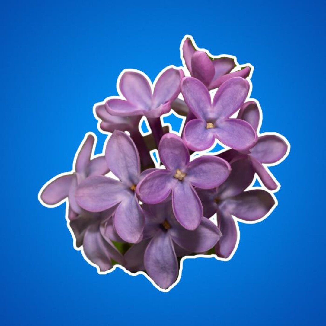 Purple Lilac Flowers on a Sticker, Lilacs, Floral Sticker, Nature ...