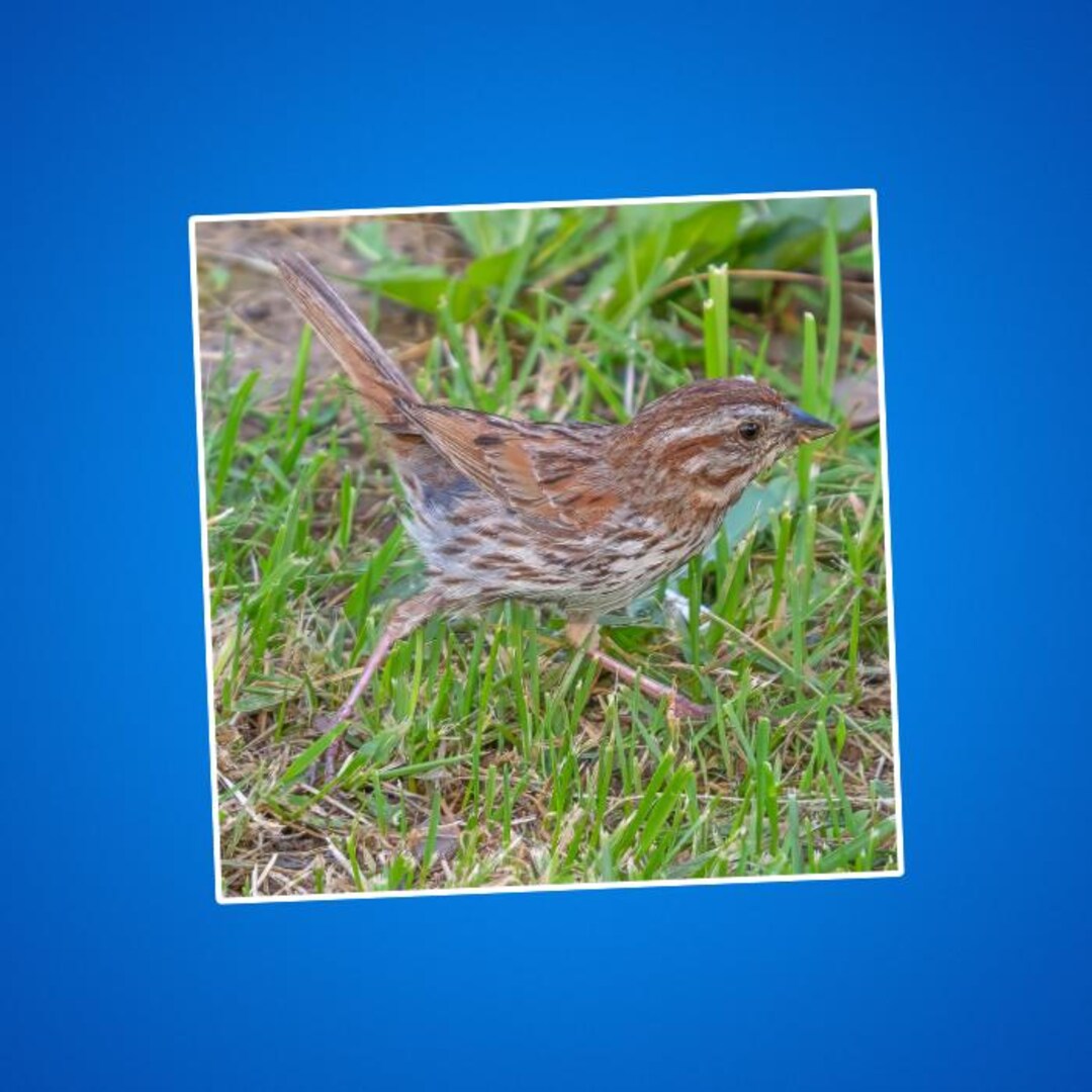Sparrow Running in the Grass Sticker, Cute Little Bird Running, Gifts ...