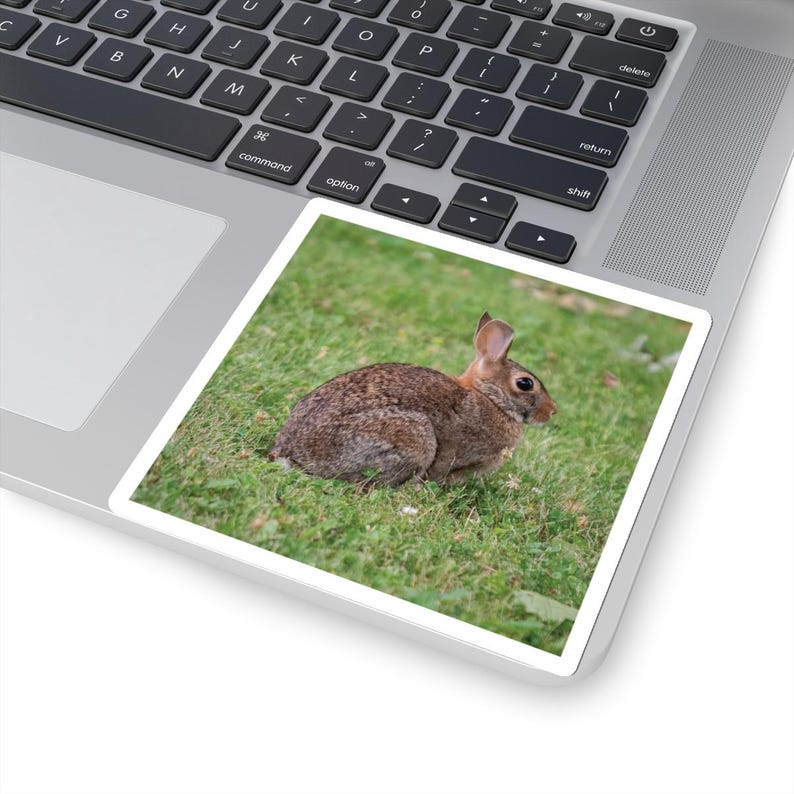 Cottontail Rabbit Sticker, Bunny Sticker, Rabbit Sticker, Wildlife ...