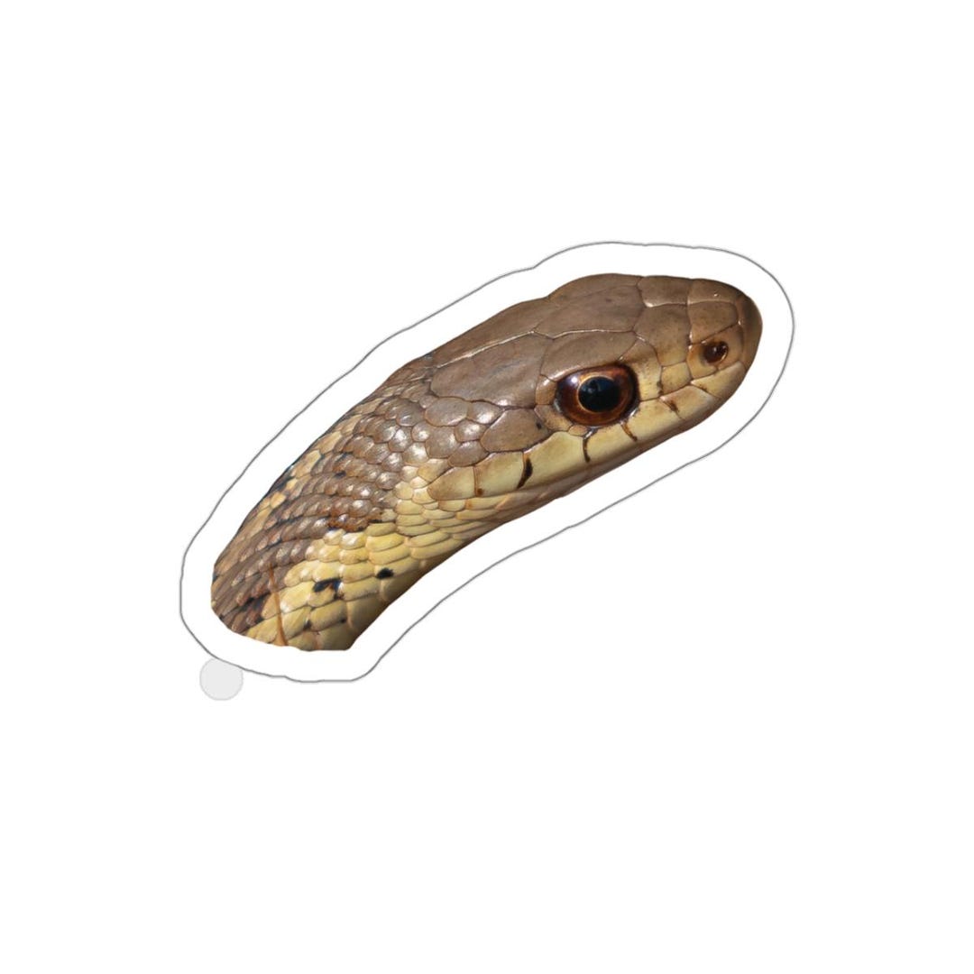 Garter Snake Stickers, Reptile Stickers, Snake Stickers, Wildlife Photo ...