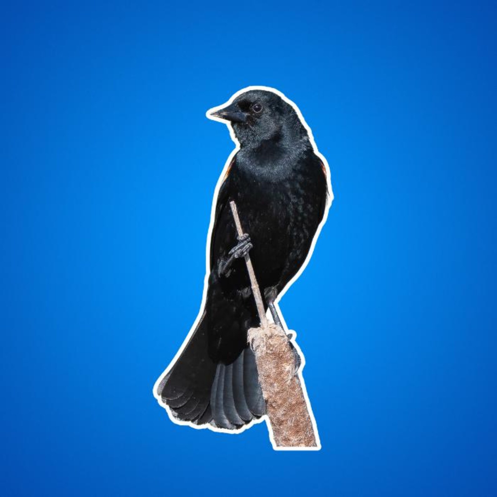 Red-winged Blackbird Sticker, Red Winged Black Bird, Black Bird Singing ...