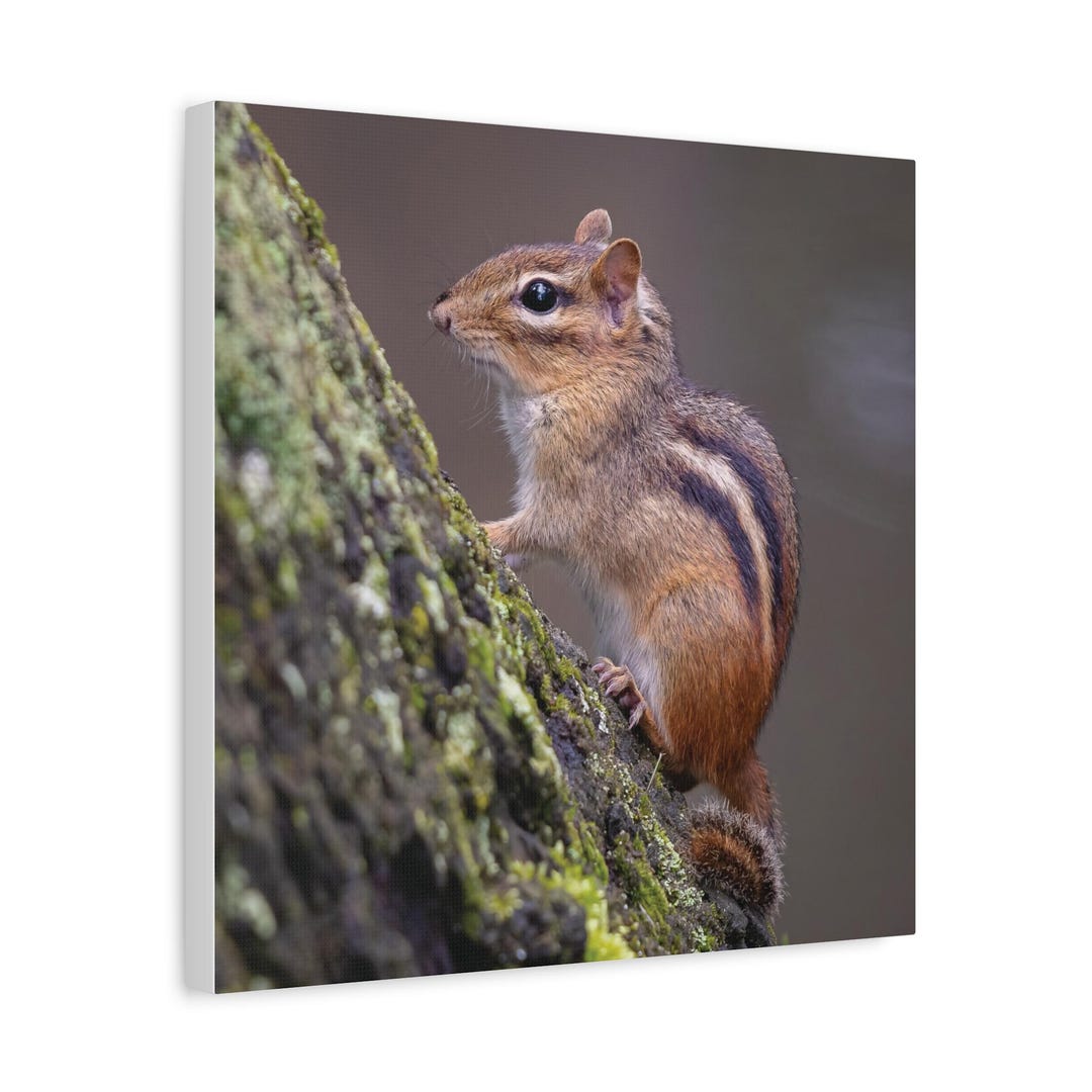Canvas Wall Art, Cute Chipmunk Print, Animal Nursery Decor, Kids Room ...