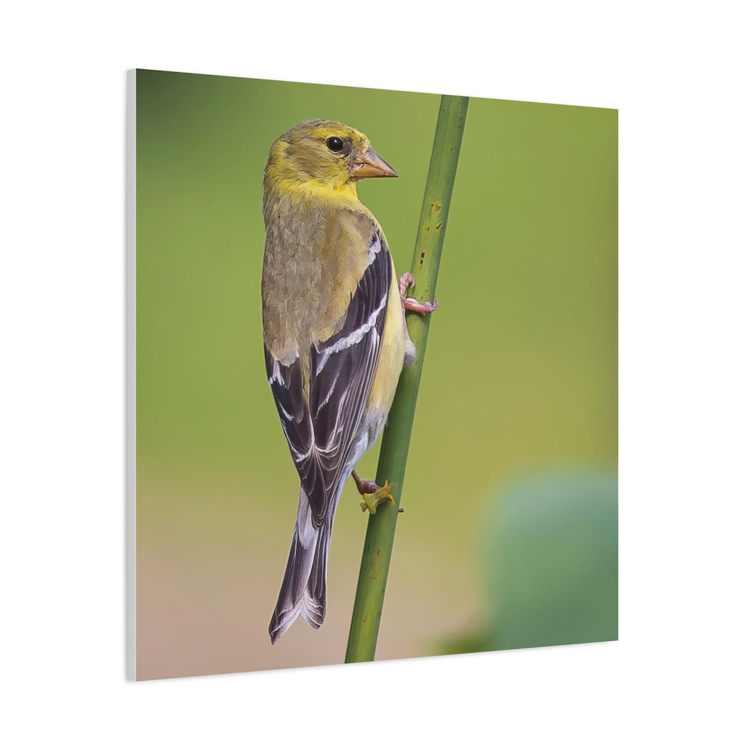 Canvas Print, Goldfinch Photo Wall Art for Bird Lovers, Home Decor ...