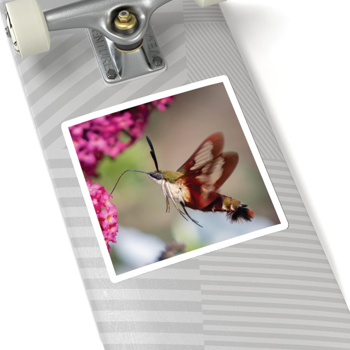 Hummingbird Moth Stickers, Hummingbirds, Moths and Butterflies, Insects ...