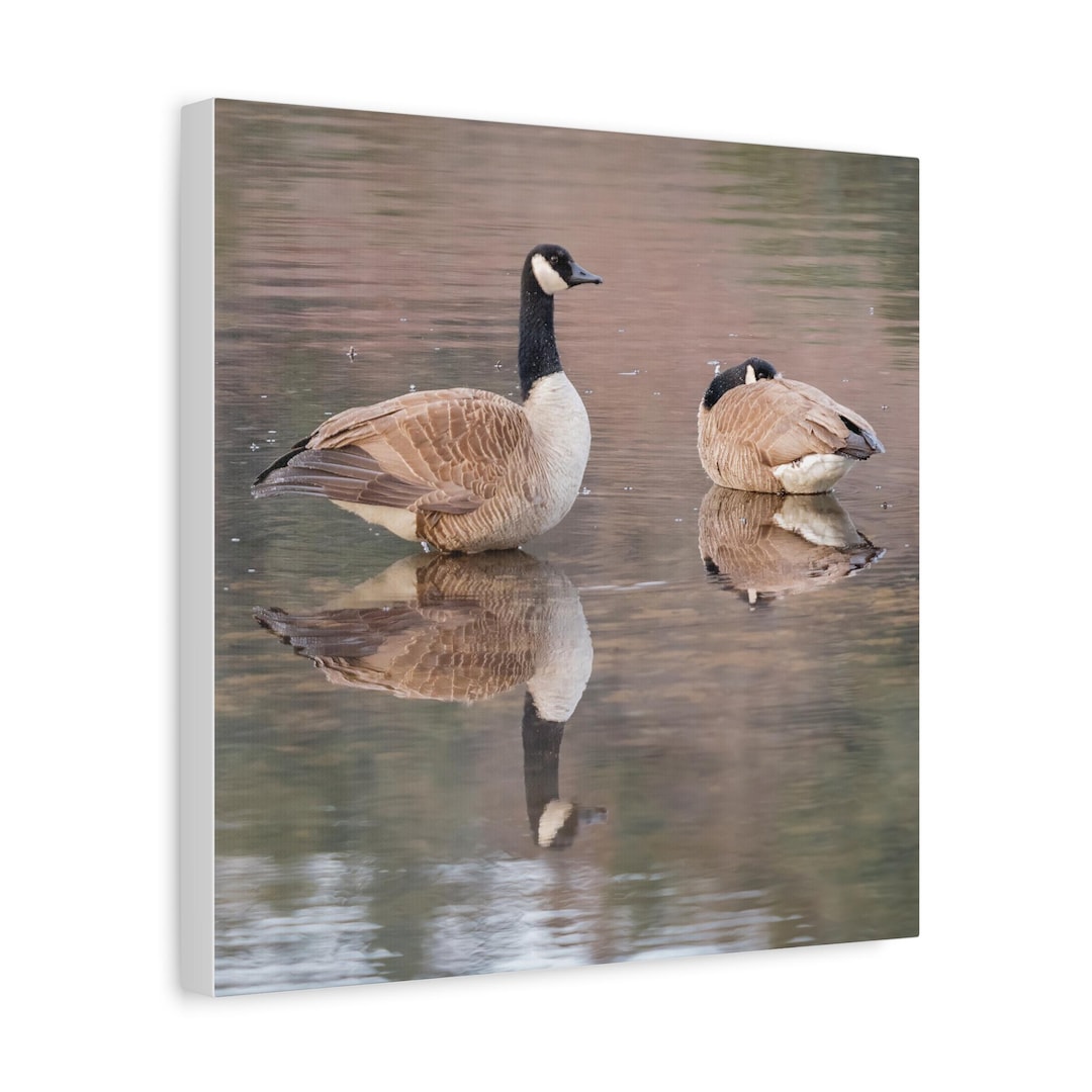 Canvas Wall Art, Canada Geese Print, Nature Home Decor, Wildlife ...