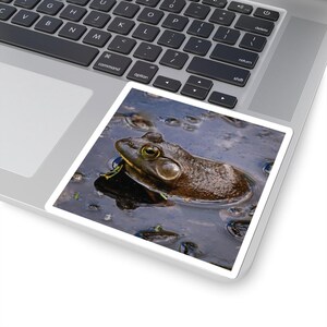 Bullfrog Sticker, Bull Frog Sticker, Bullfrog in the Water, Amphibians ...