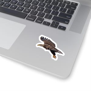 Juvenile Bald Eagle Sticker, Young Bald Eagle in Flight, Flying Eagle ...
