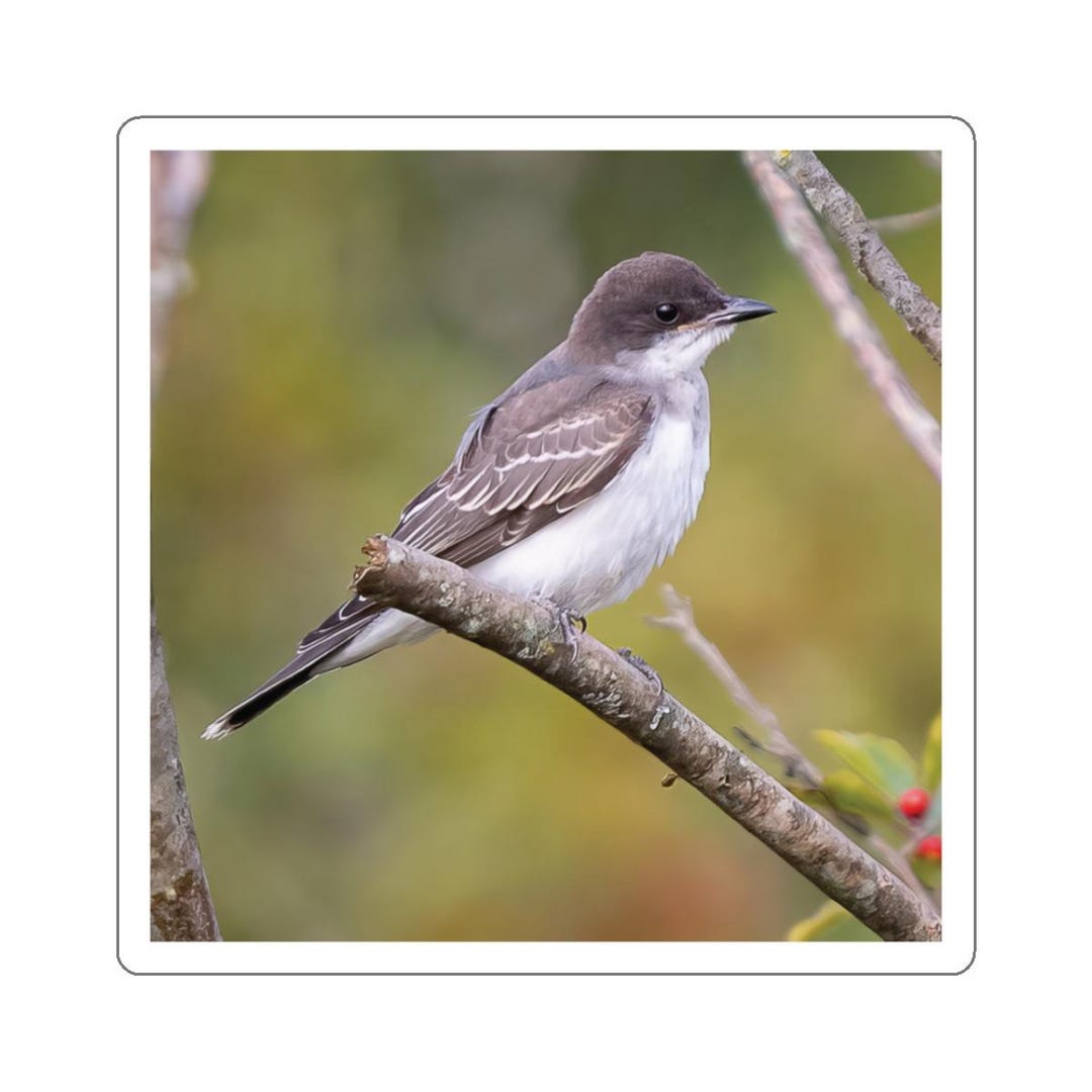 Phoebe Stickers, Songbird Stickers, Song Bird Stickers, Wildlife and ...