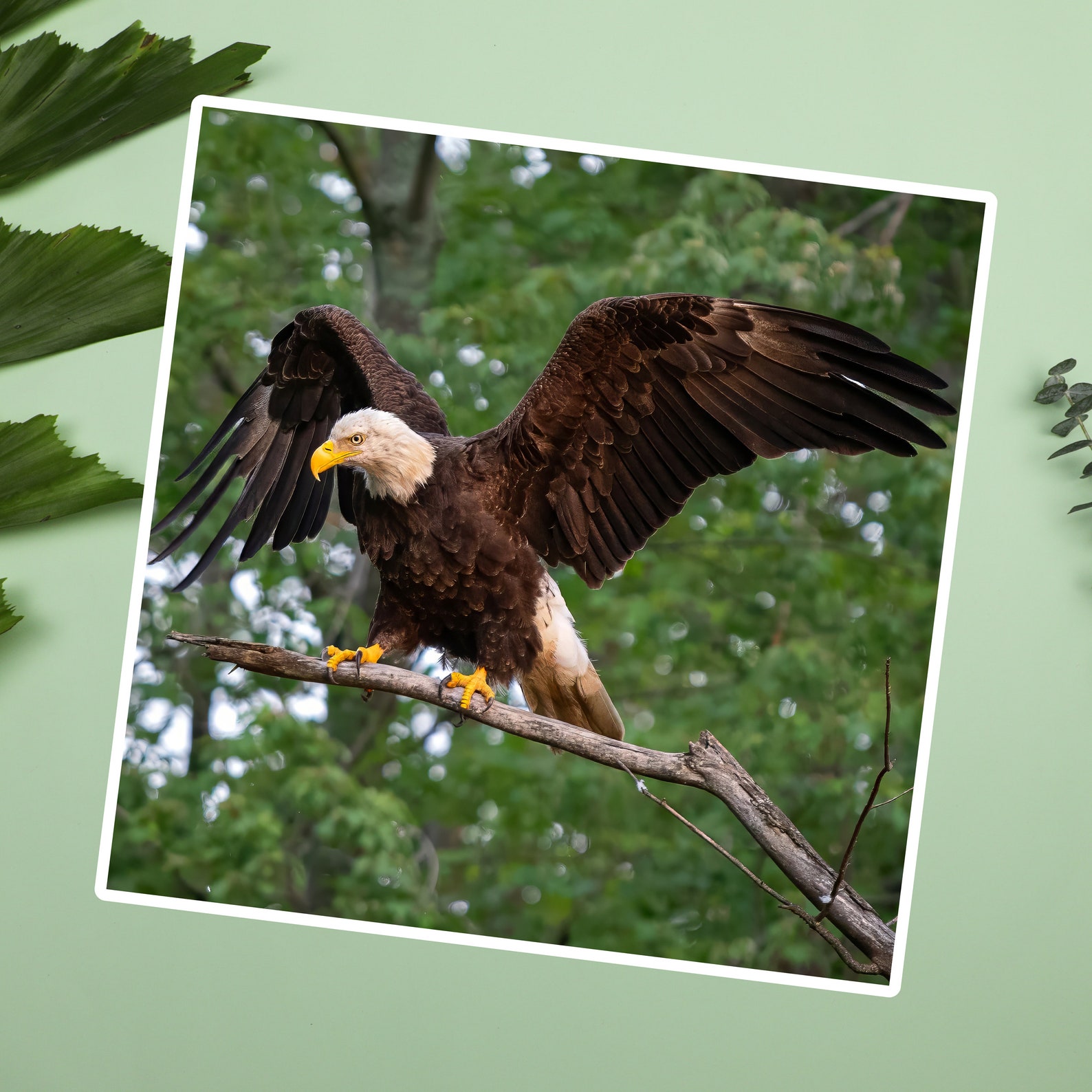 Bald Eagle Wings Spread, Eagle Wings, Bald Eagle Sticker, Raptors ...