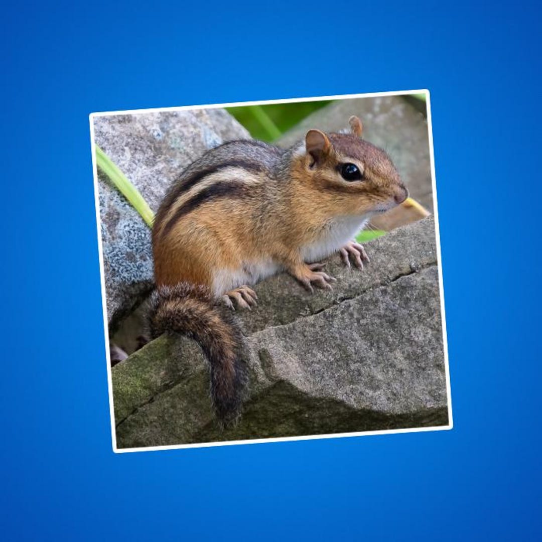 Chipmunk on a Stone Wall Sticker, Chip Munk Sticker, Ground Squirrel ...