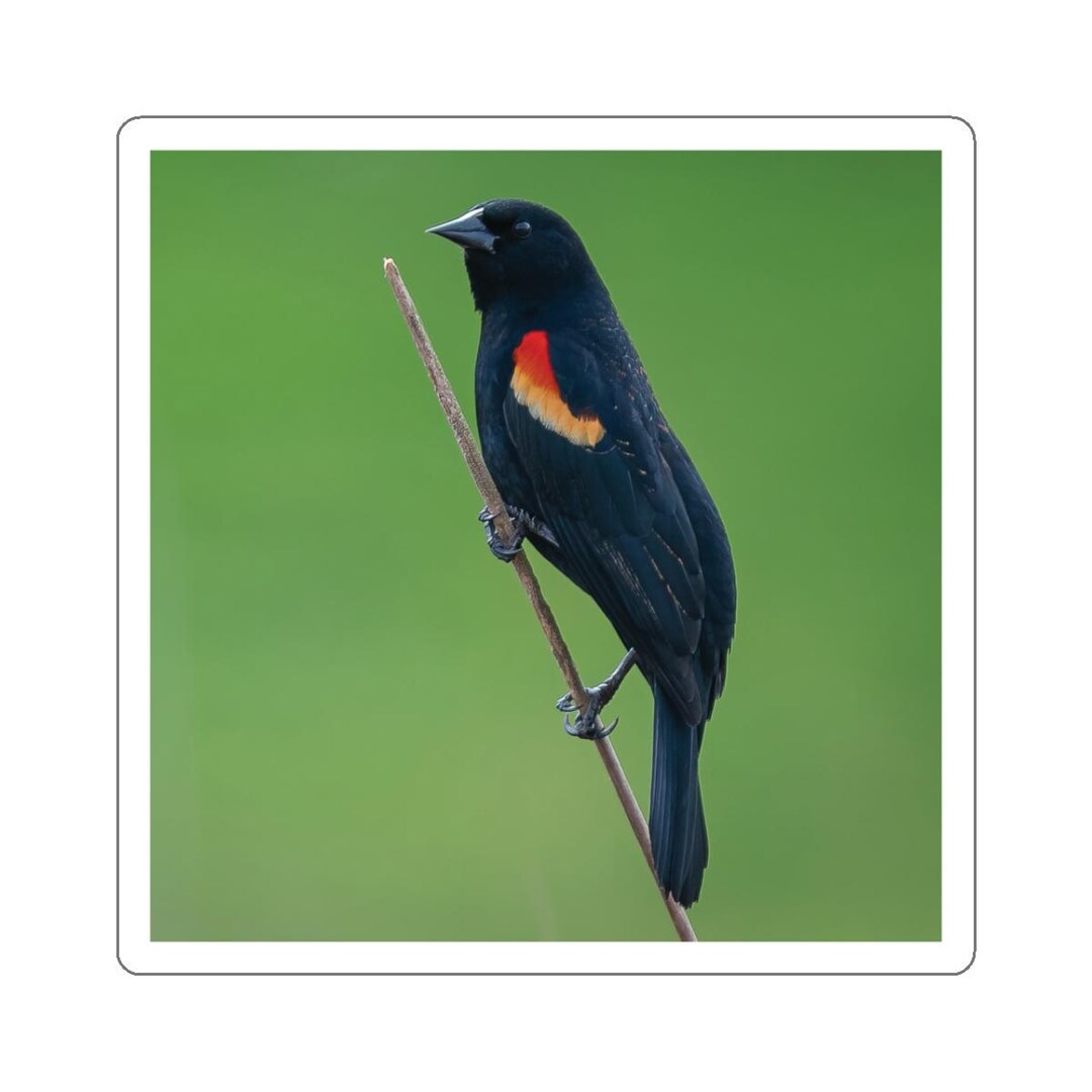 Red-winged Blackbird Sticker, Blackbird on a Cattail, Bird on a Reed ...