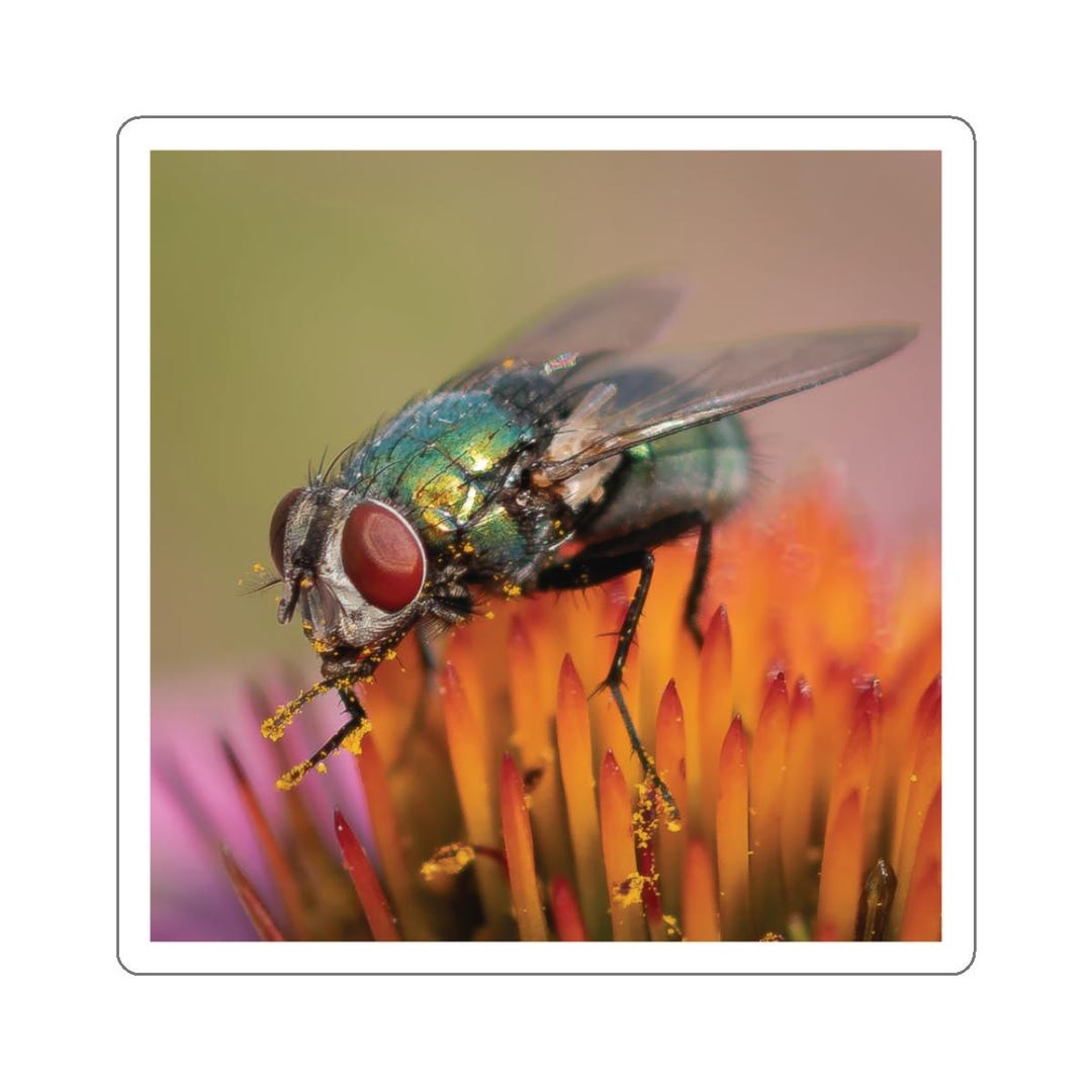 Green Bottle Fly Stickers, Fly on a Flower, Flies and Bugs, Wildlife ...