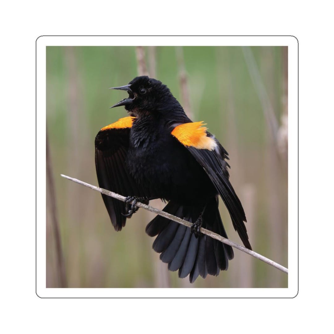 Red-winged Blackbird Sticker, Red Winged Black Bird, Black Bird Singing ...