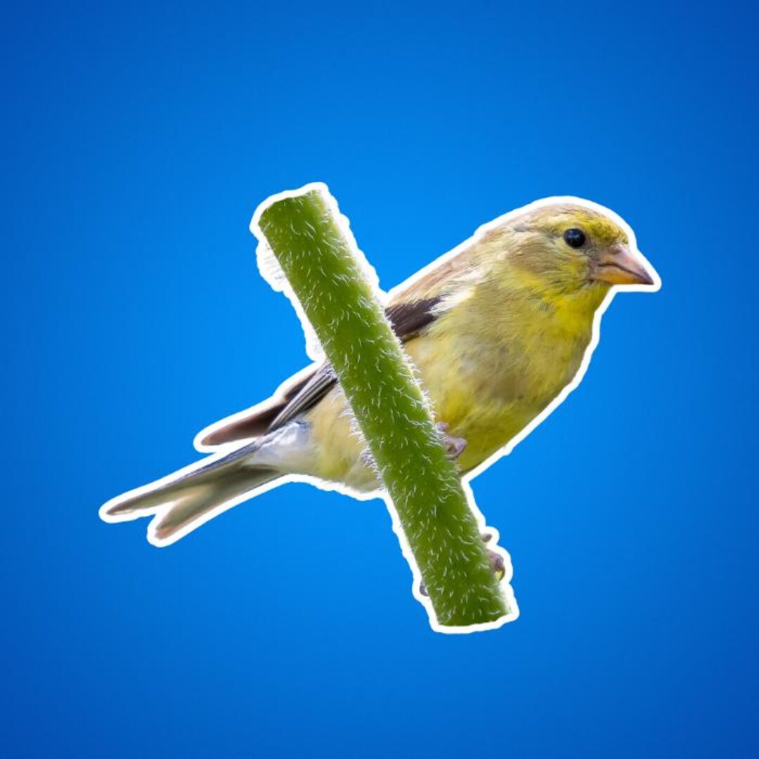 Goldfinch Stickers, Gold Finch Sticker, Yellow and Black Birds ...