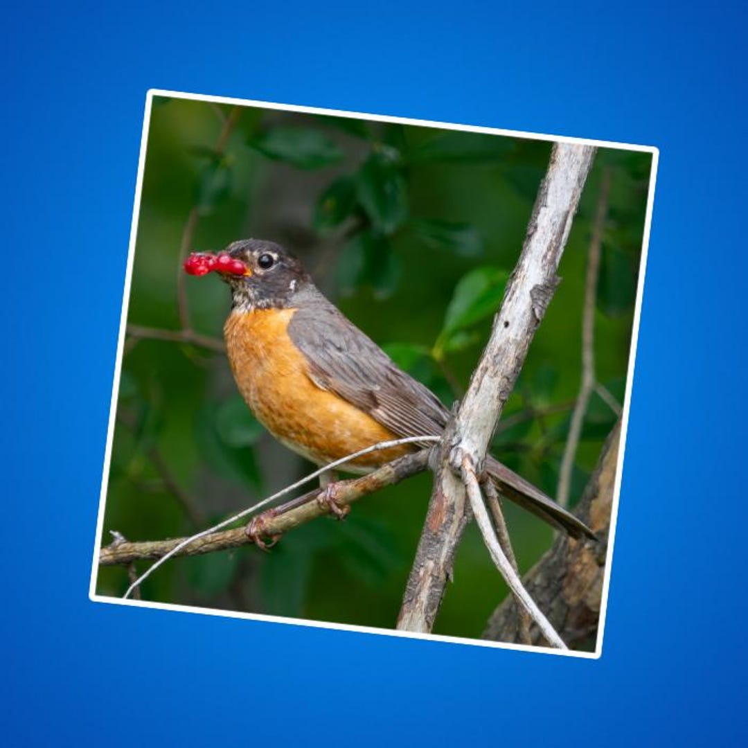 Robin Stickers, a Robin With a Mouthful of Berries Sticker, Birds and ...