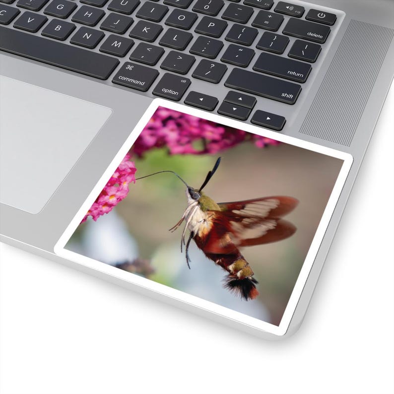 Hummingbird Moth Stickers, Hummingbirds, Moths and Butterflies, Insects ...