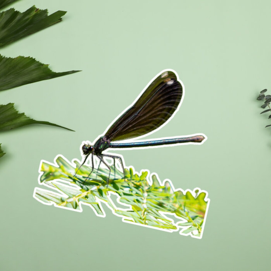 Damsel Fly Sticker, Damselflies, Ebony Jewel Wing Sticker, Insect and ...
