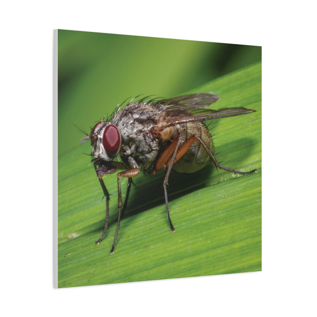 Wall Art, Housefly Photo Matte Canvas, Stretched, 1 25", Home Decor ...