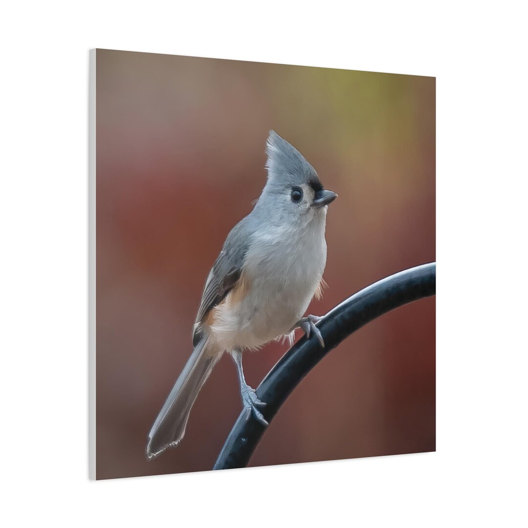 Canvas Print, Tufted Titmouse Bird Photo Wall Art, Nature Lover Gift ...