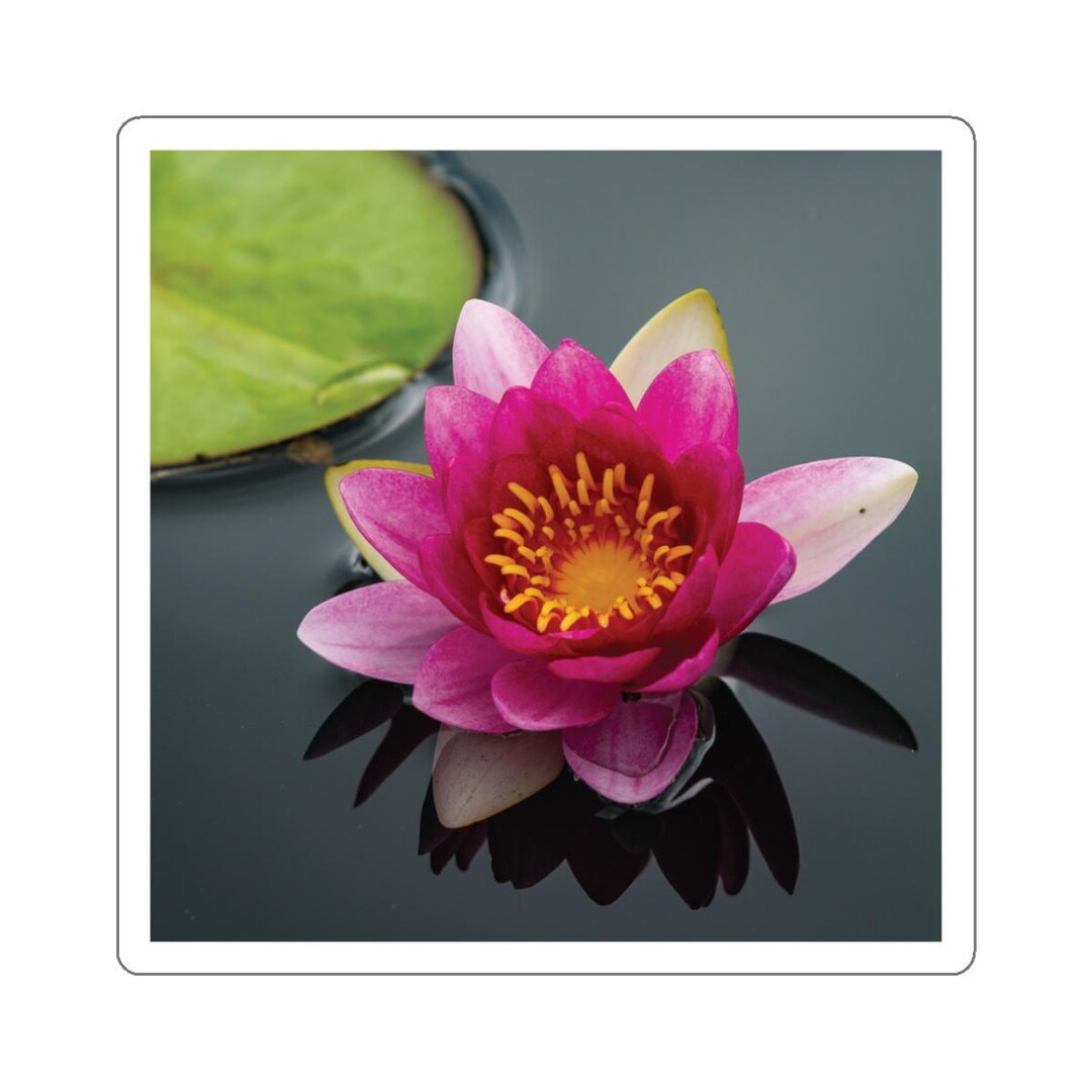 Water Lily Stickers, Pink Water Lilies, Red Water Lilies, Flower Photos ...