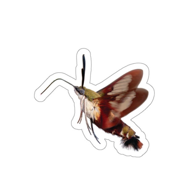 Hummingbird Moth - Etsy
