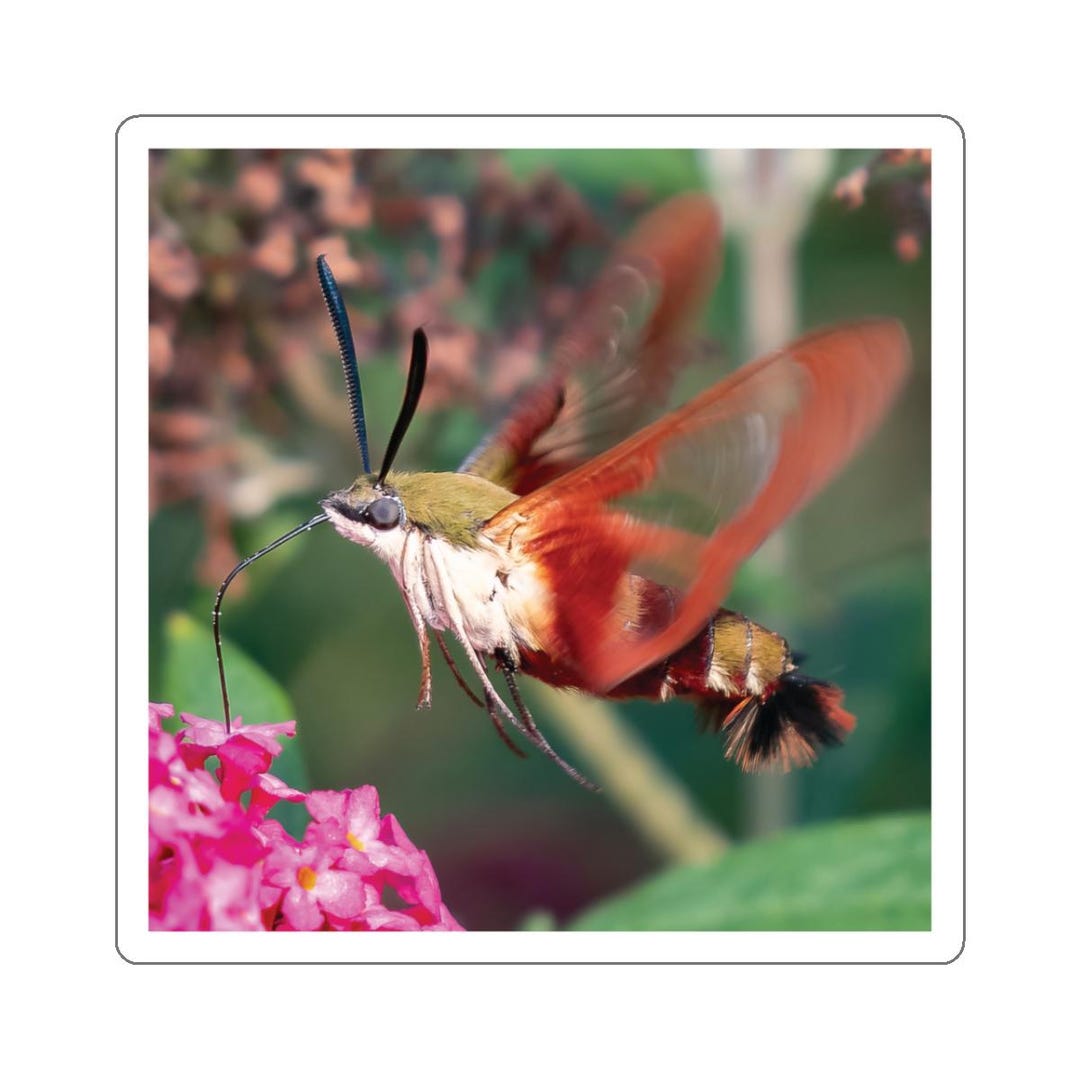 Hummingbird Moth Stickers, Hummingbirds, Moths and Butterflies, Insects ...