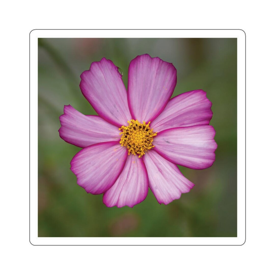 Pink Cosmos Flower Sticker, Garden Flower Sticker, Pink and Yellow ...