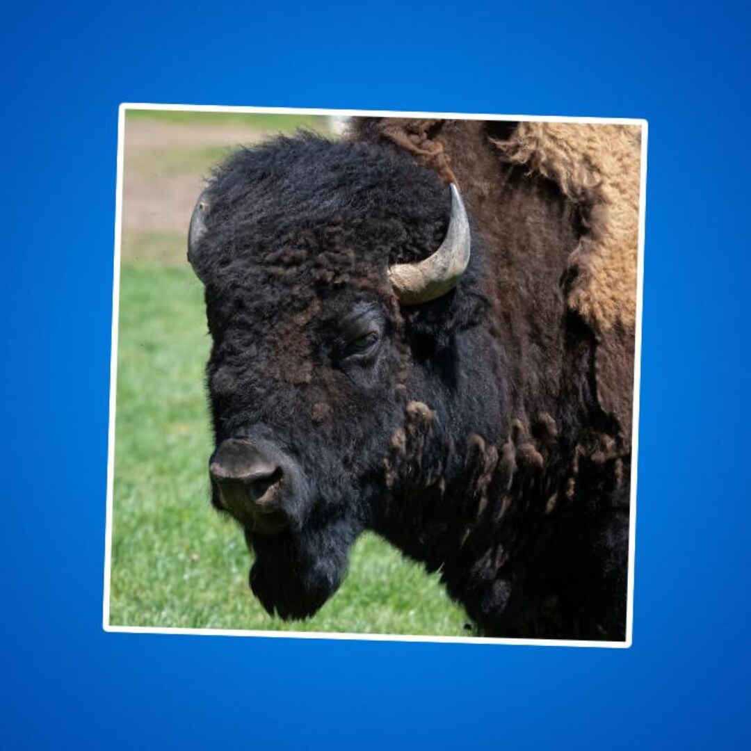American Bison Bull Kiss-cut Sticker, Wildlife Lover Gift, Bison Decal ...